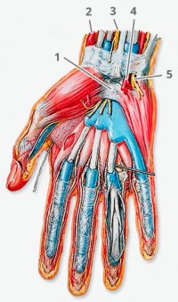 Le Canal Carpien - Chirurgie Orthopédique Versailles